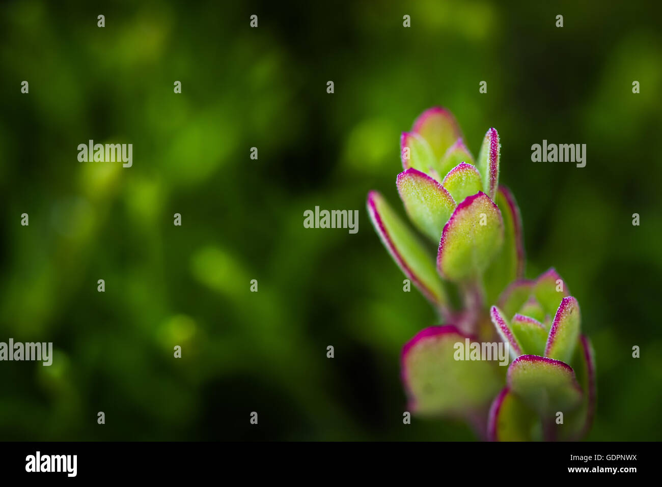Edible coastal plant hi-res stock photography and images - Alamy