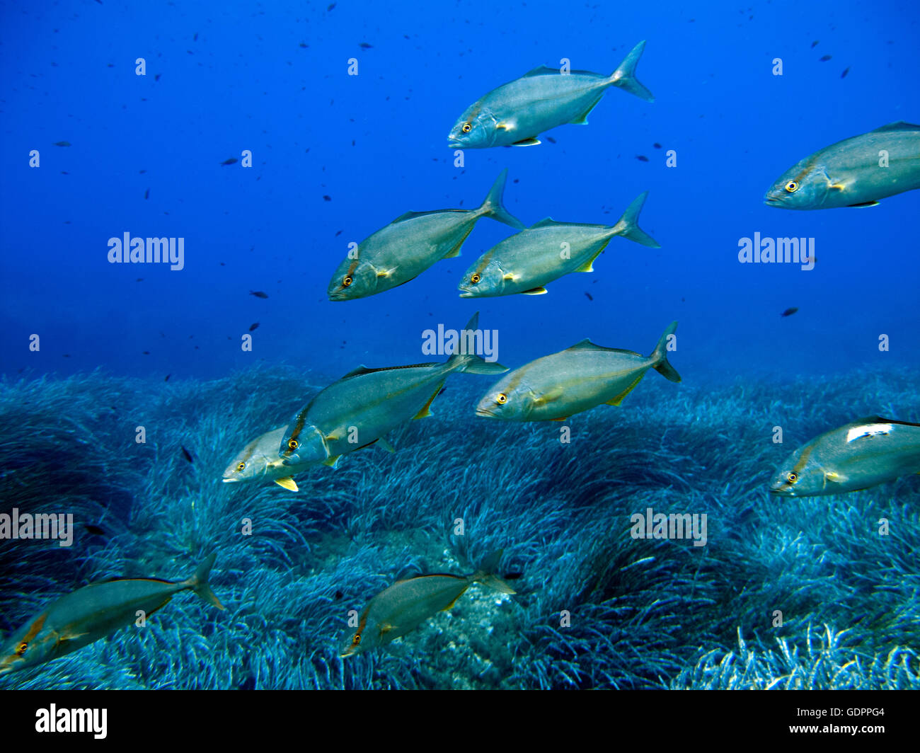 A shoal of Mediterranean Amberjack ( Seriola dumerili Stock Photo - Alamy