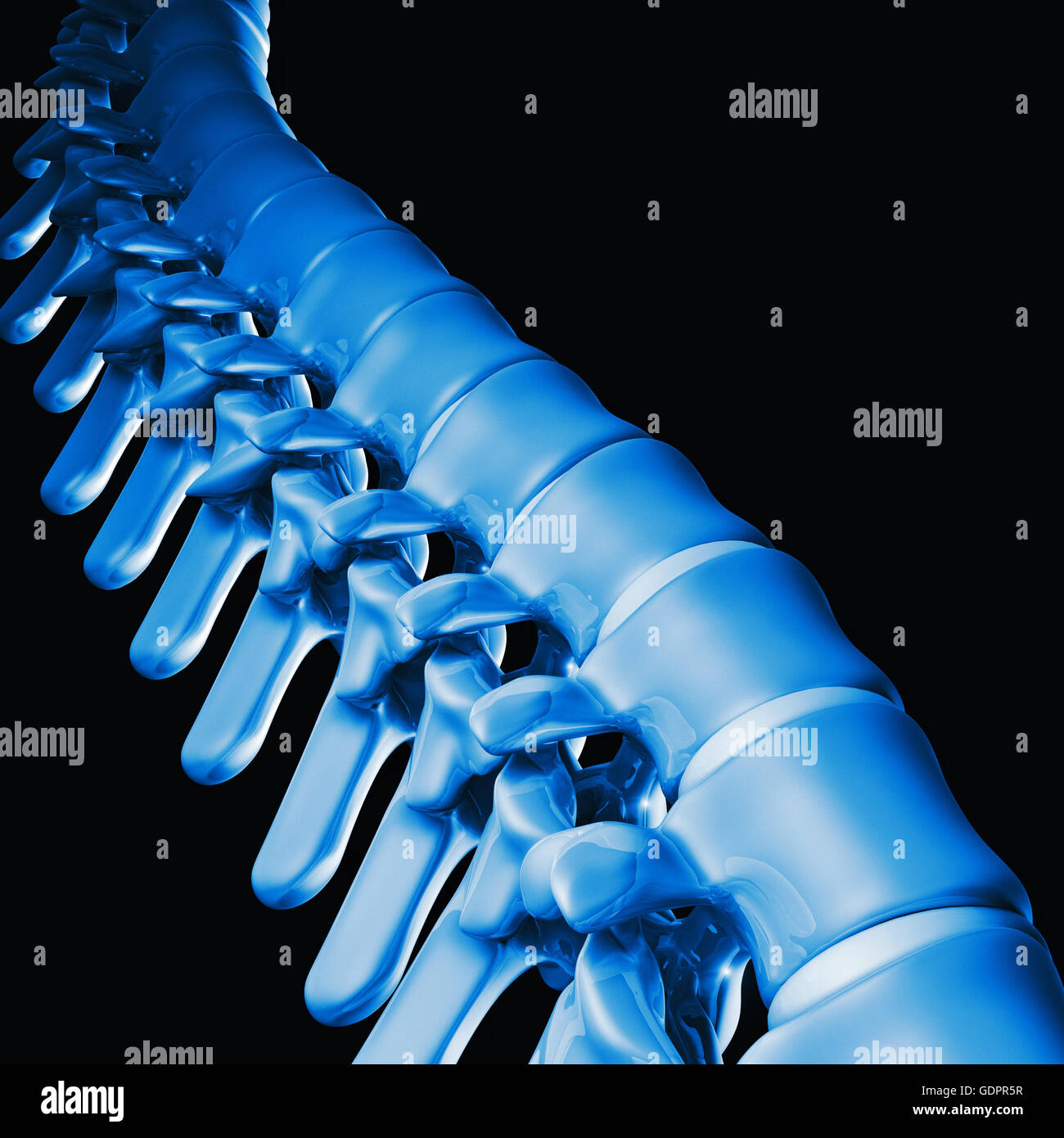 3d image of human spinal Stock Photo - Alamy