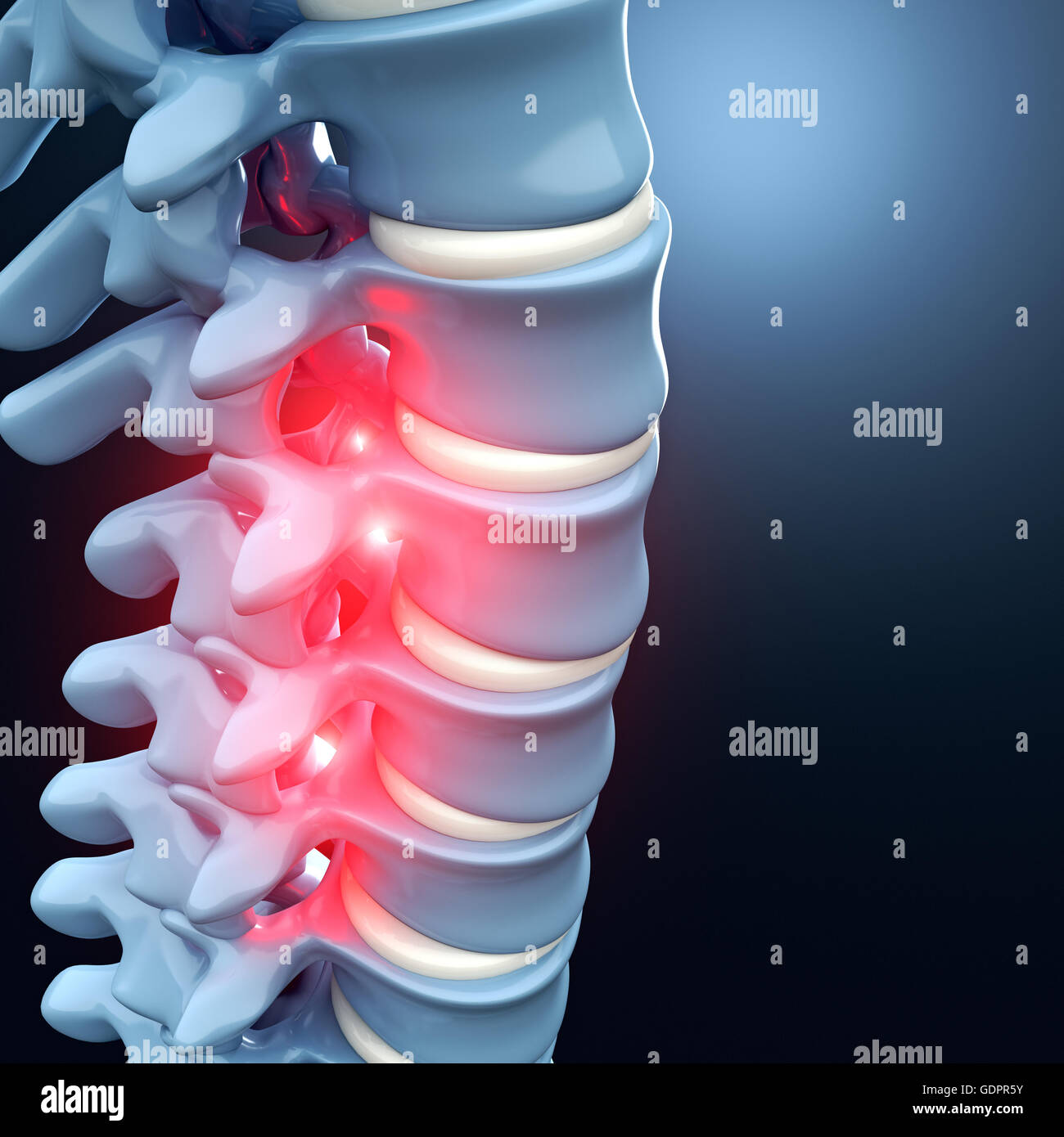 3d image of human spinal Stock Photo - Alamy