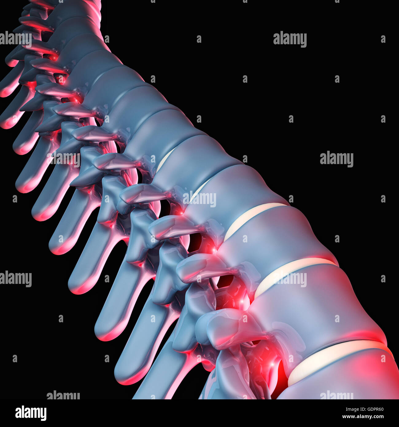 3d image of human spinal Stock Photo - Alamy