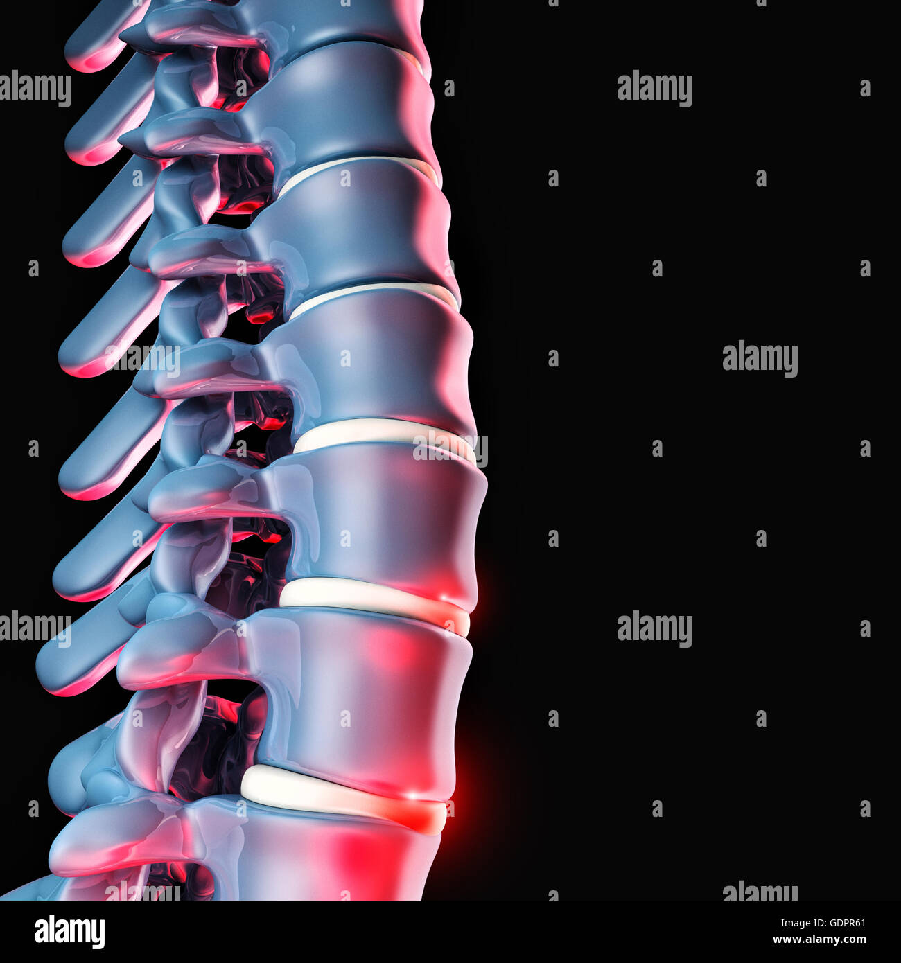 3d image of human spinal Stock Photo - Alamy