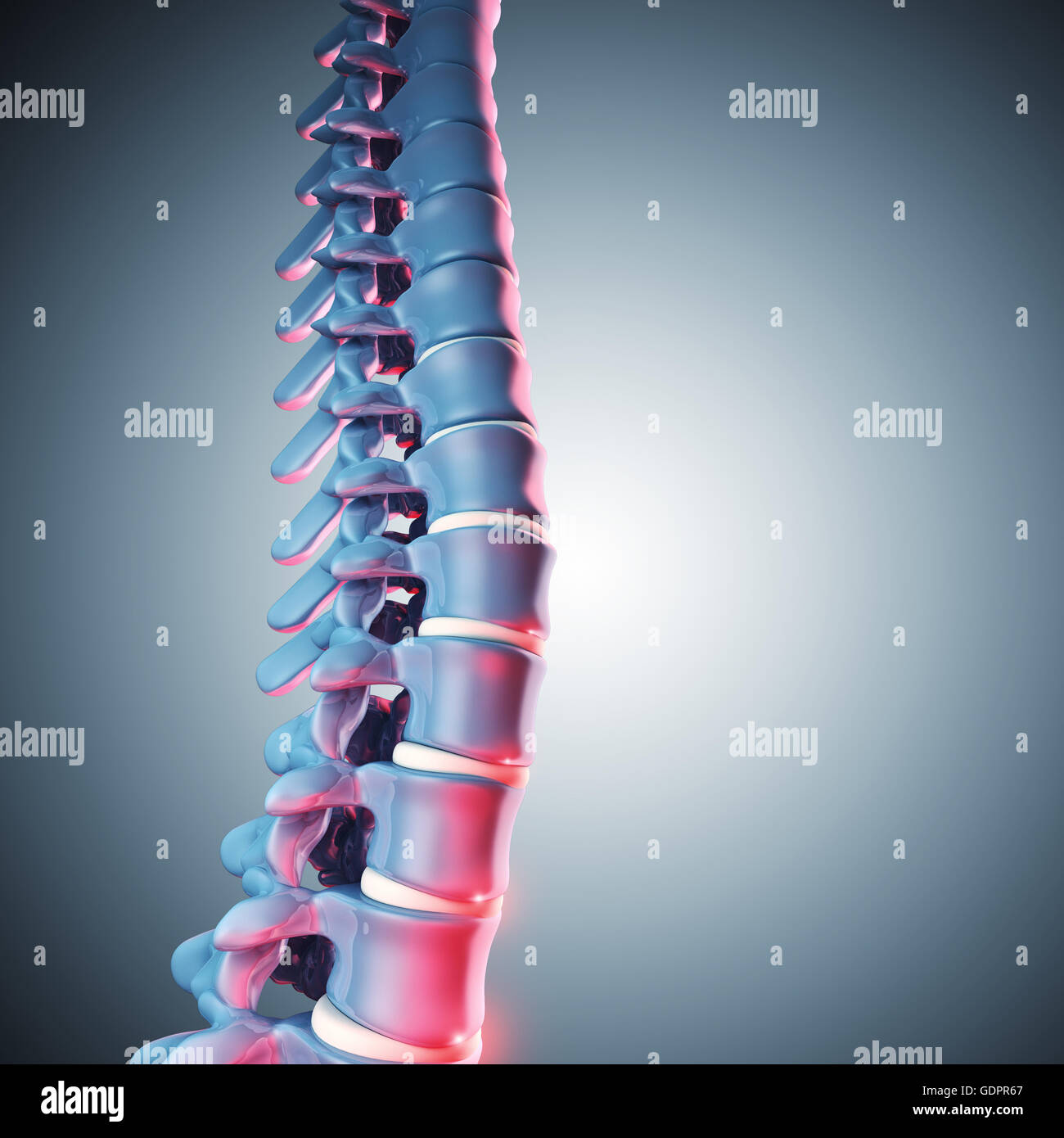 3d image of human spinal Stock Photo - Alamy