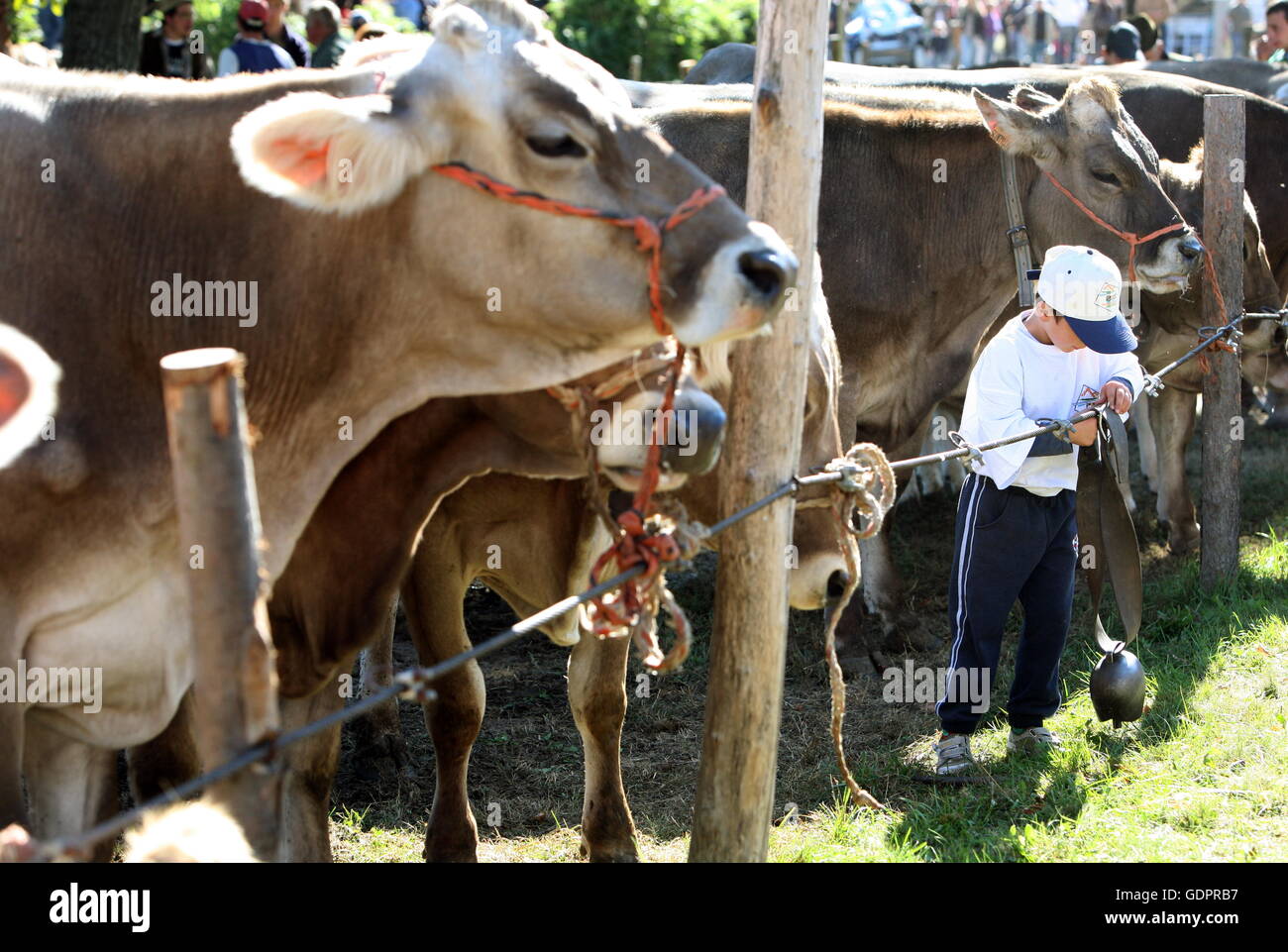 Cow market hi-res stock photography and images - Alamy