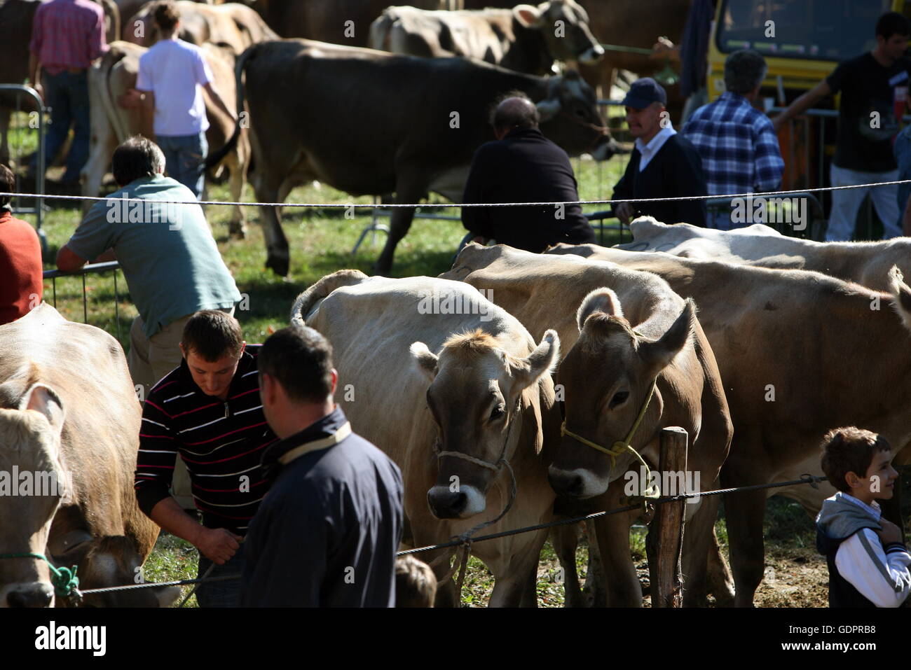 Cow market hi-res stock photography and images - Alamy