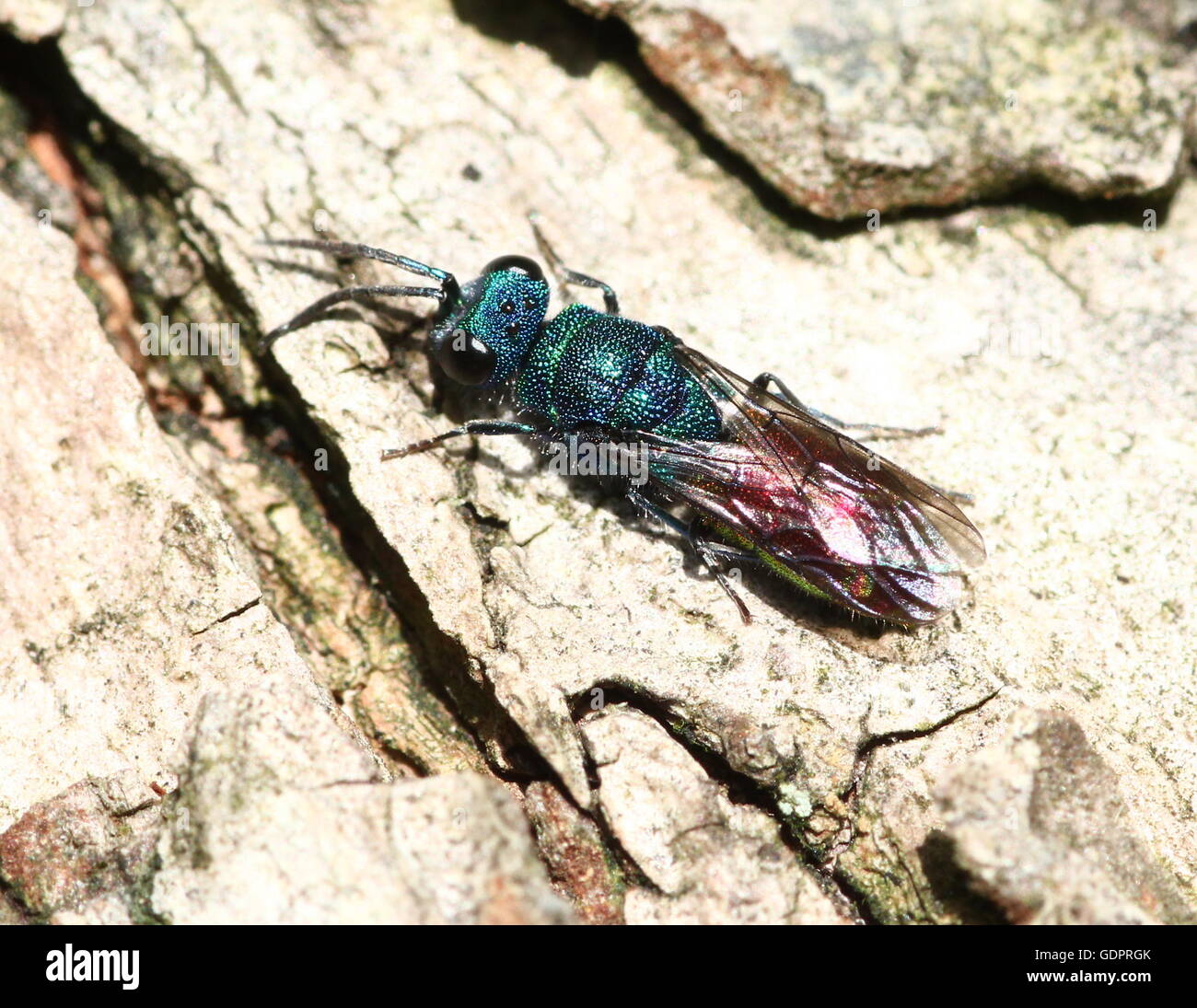 European Ruby tailed wasp (Chrysis ignita), a species of cuckoo wasp ...