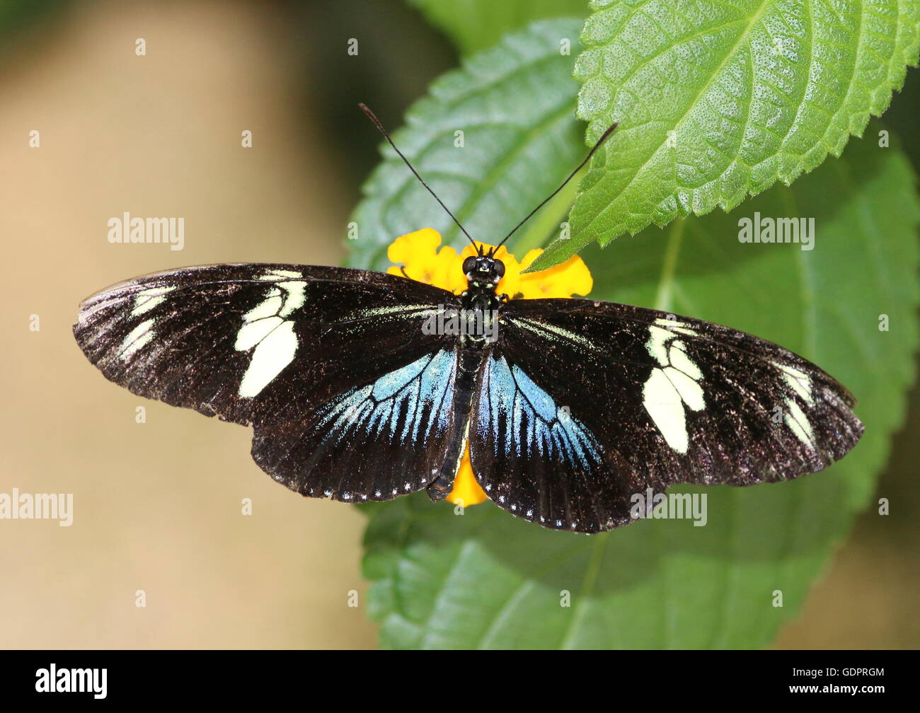 Blue morph Doris Longwing Butterfly (Laparus doris, Heliconius doris ...