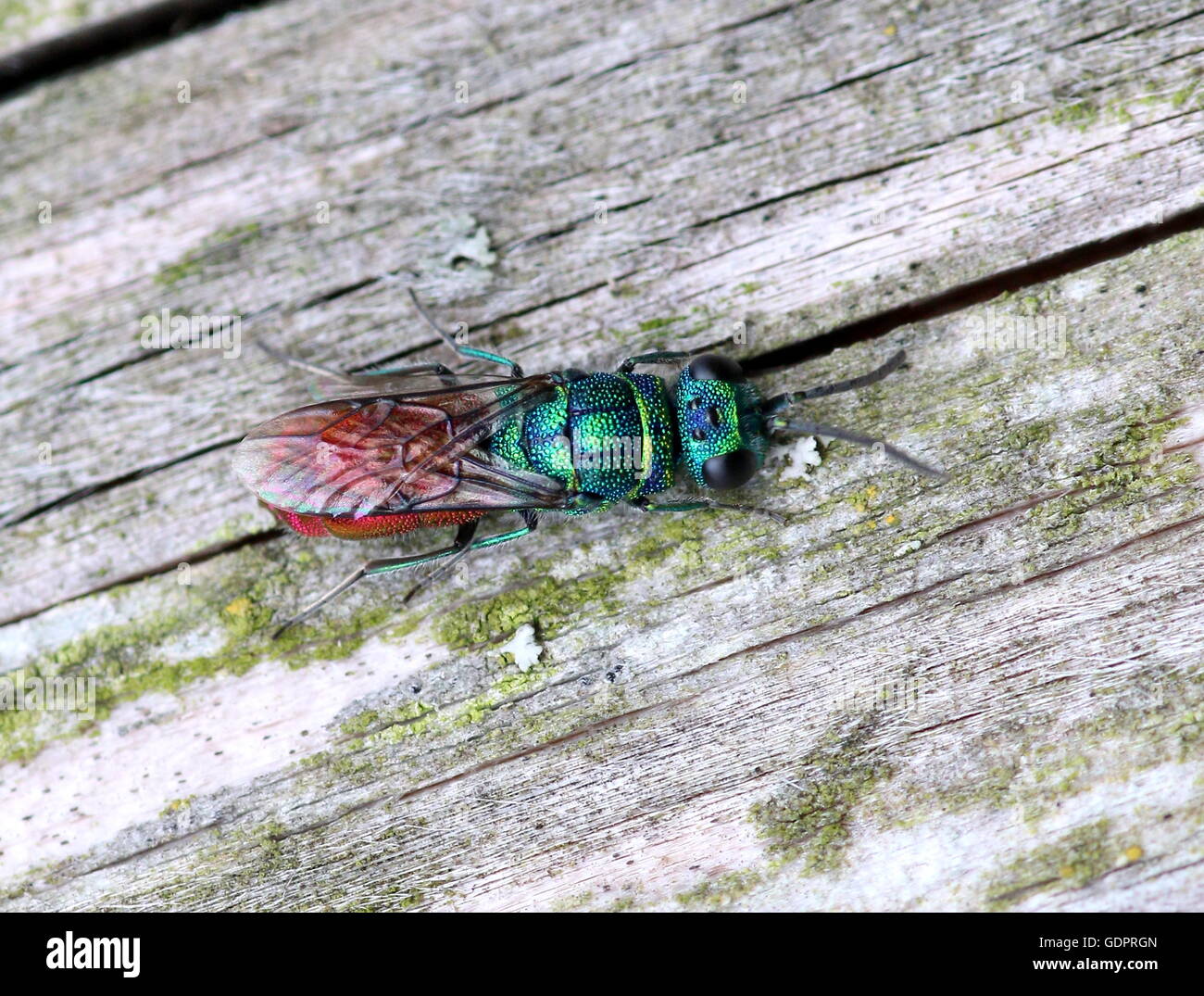 European Ruby tailed wasp (Chrysis ignita), a species of cuckoo wasp ...