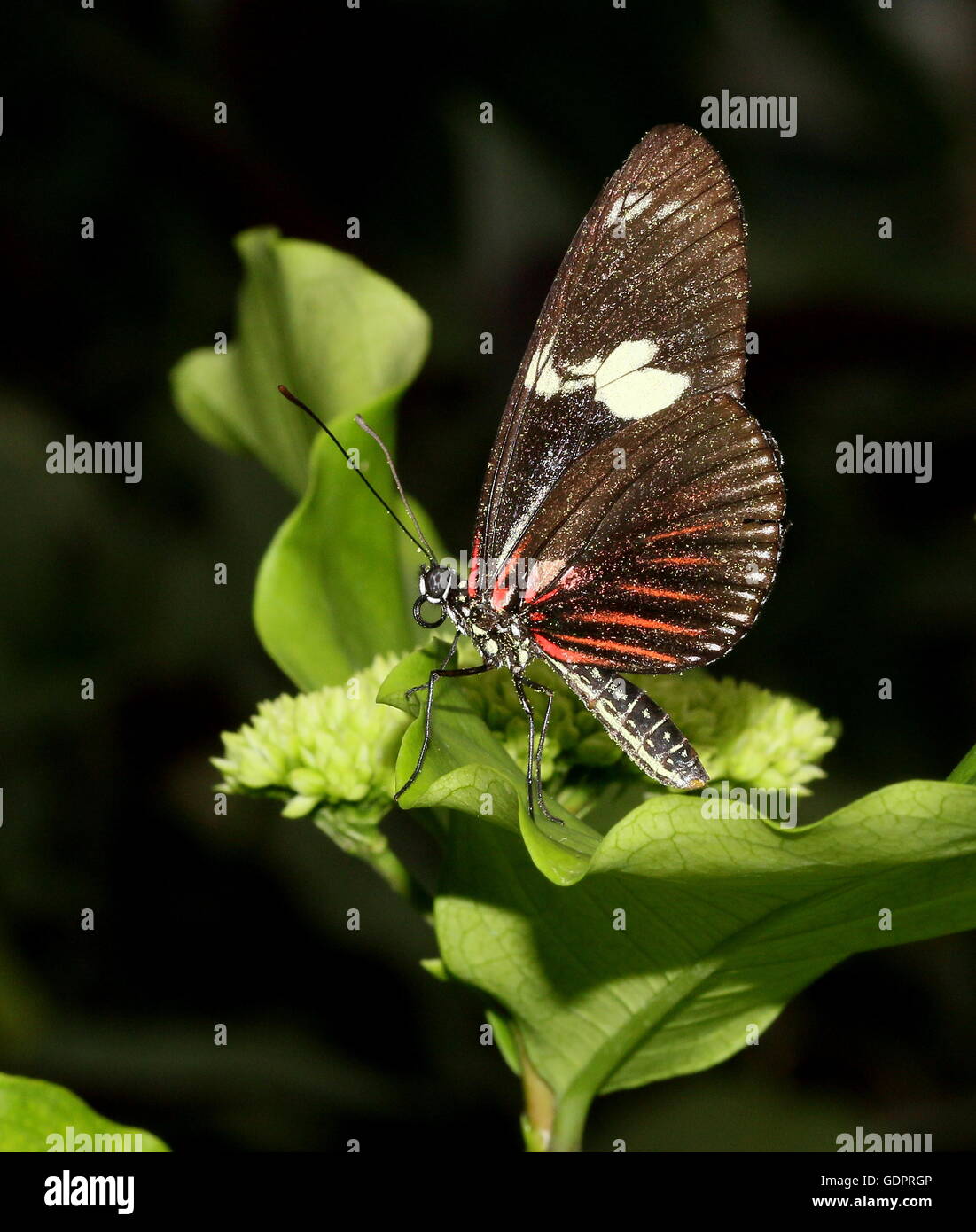 Heliconius doris viridis High Resolution Stock Photography and Images ...