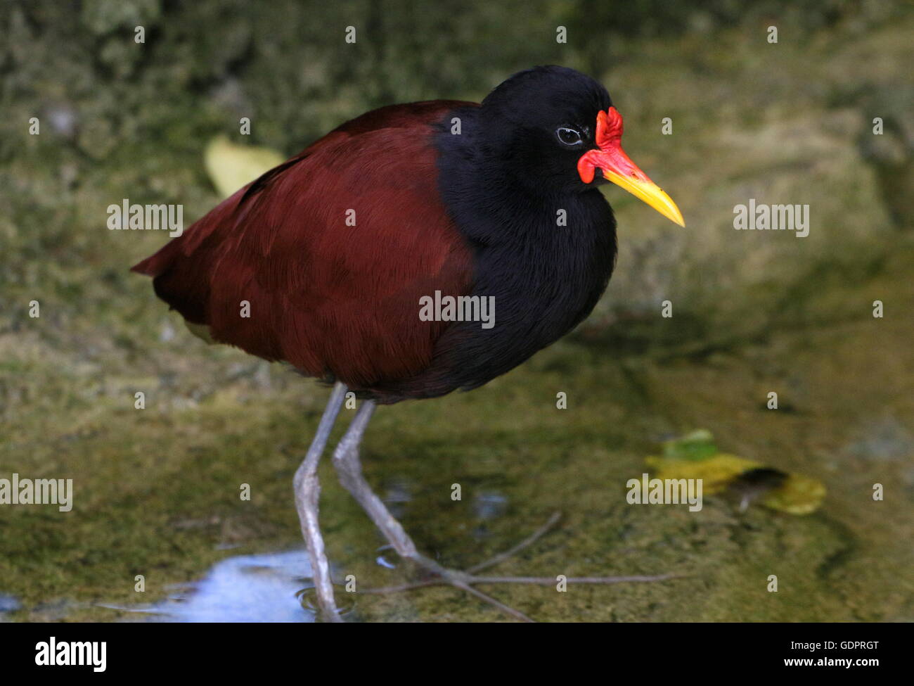 Female South American Wattled Jacana (Jacana Jacana) wading along the ...