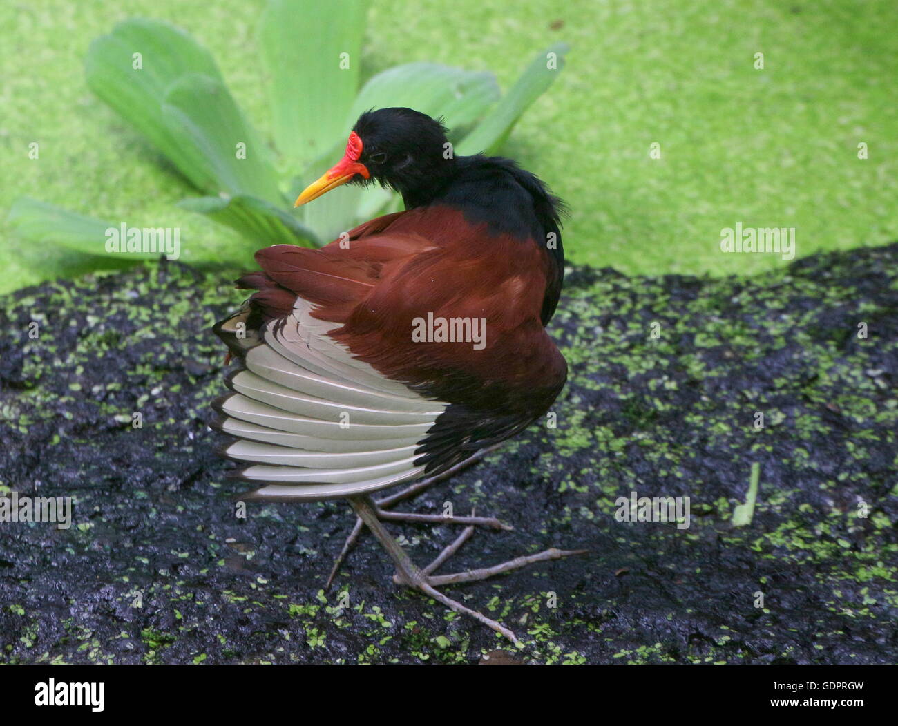 Female South American Wattled Jacana (Jacana Jacana) fanning her wings ...