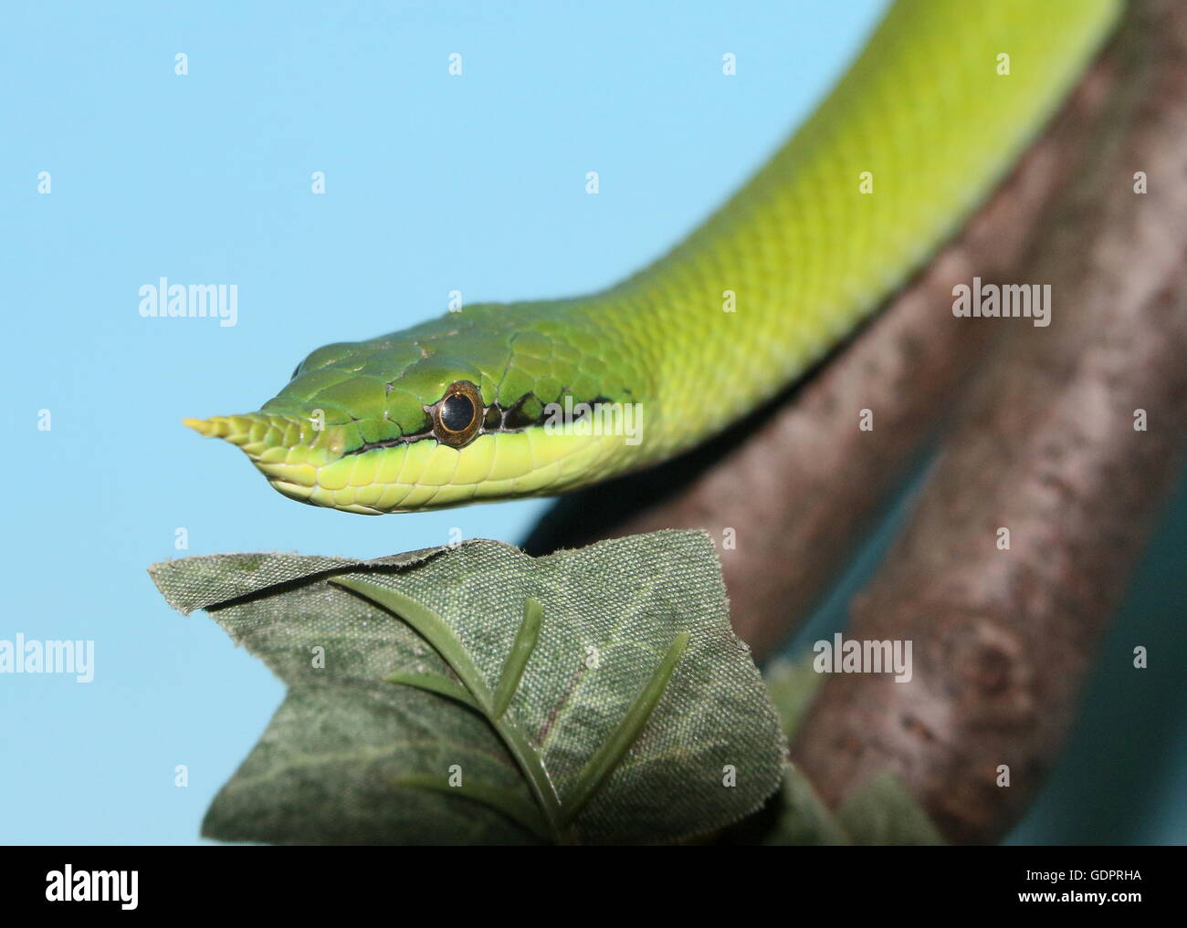 Vietnamese Rhinoceros ratsnake or longnose snake (Gonyosoma boulengeri ...
