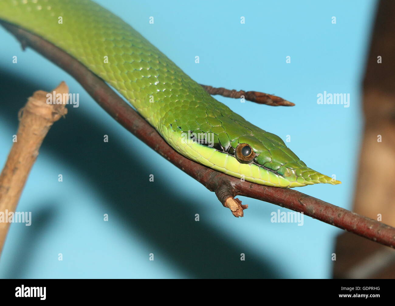 Vietnamese Rhinoceros ratsnake or longnose snake (Gonyosoma boulengeri ...