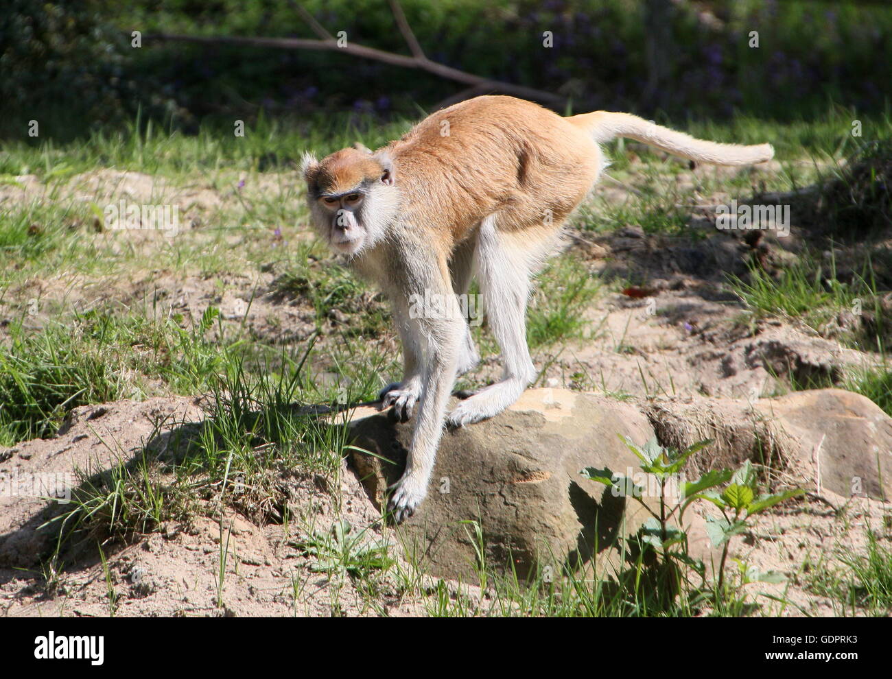 Patas Monkey Running