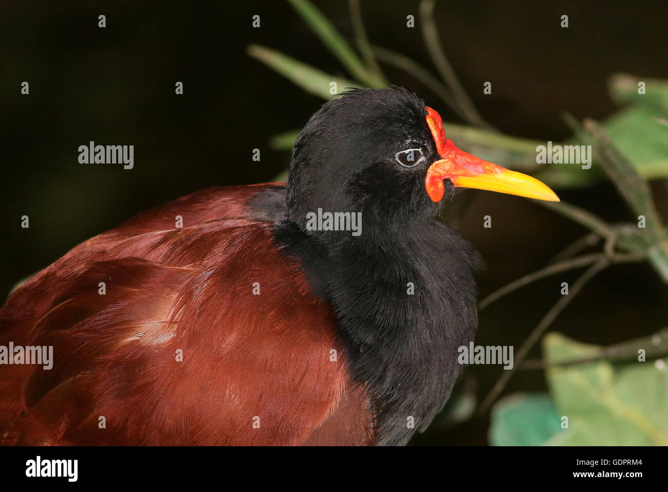 Female South American Wattled Jacana (Jacana Jacana), portrait closeup ...