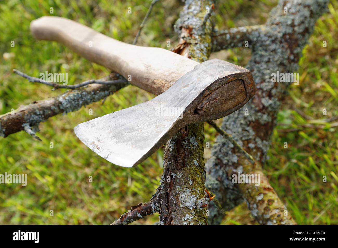 ax and branches of old trees on the grass Stock Photo - Alamy