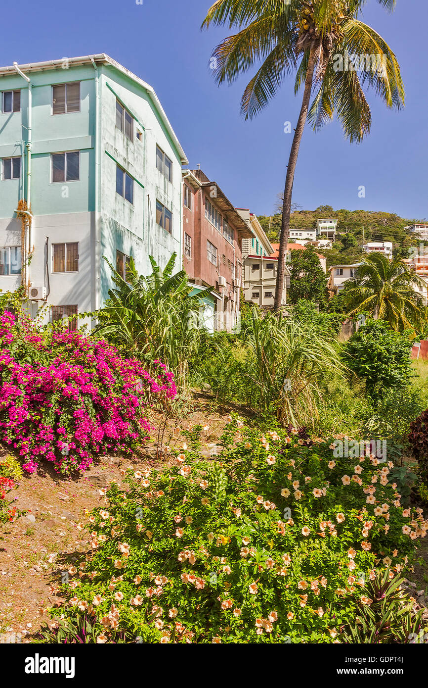 Grenada caribbean flowers hi-res stock photography and images - Alamy