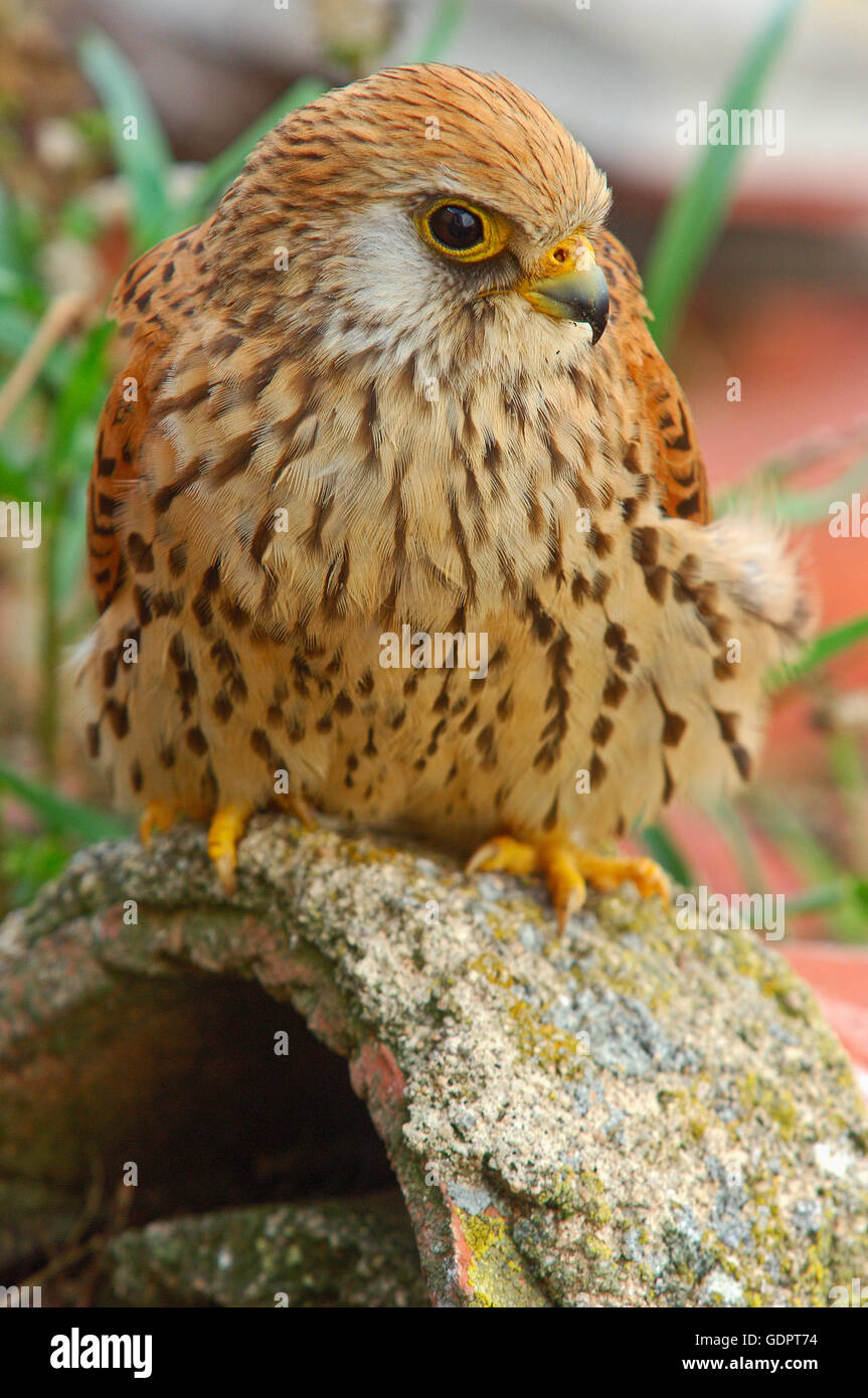 Lesser Kestrel (Falco naumanni), Andalusia, Spain, Europe Stock Photo ...