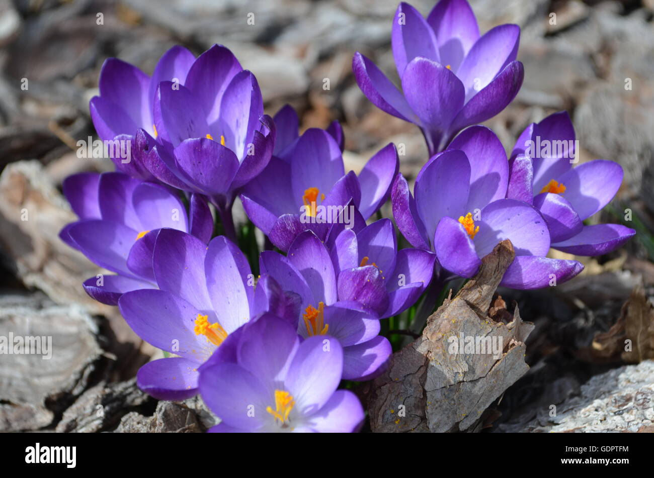 Group of Purple Crocuses Growing out of Wood Chips Stock Photo - Alamy