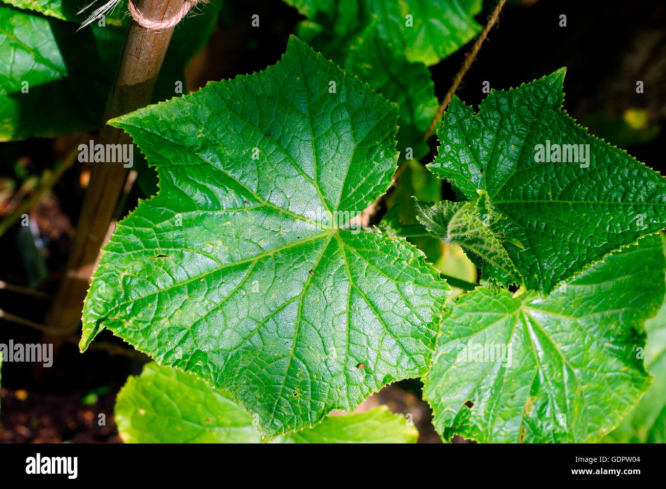 Cucumber farm england hi-res stock photography and images - Alamy