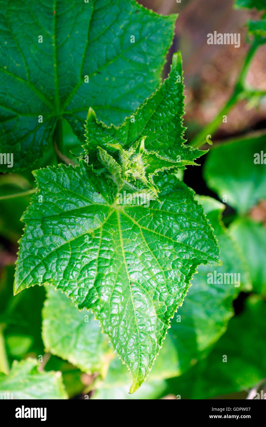 Cucumber farm england hi-res stock photography and images - Alamy