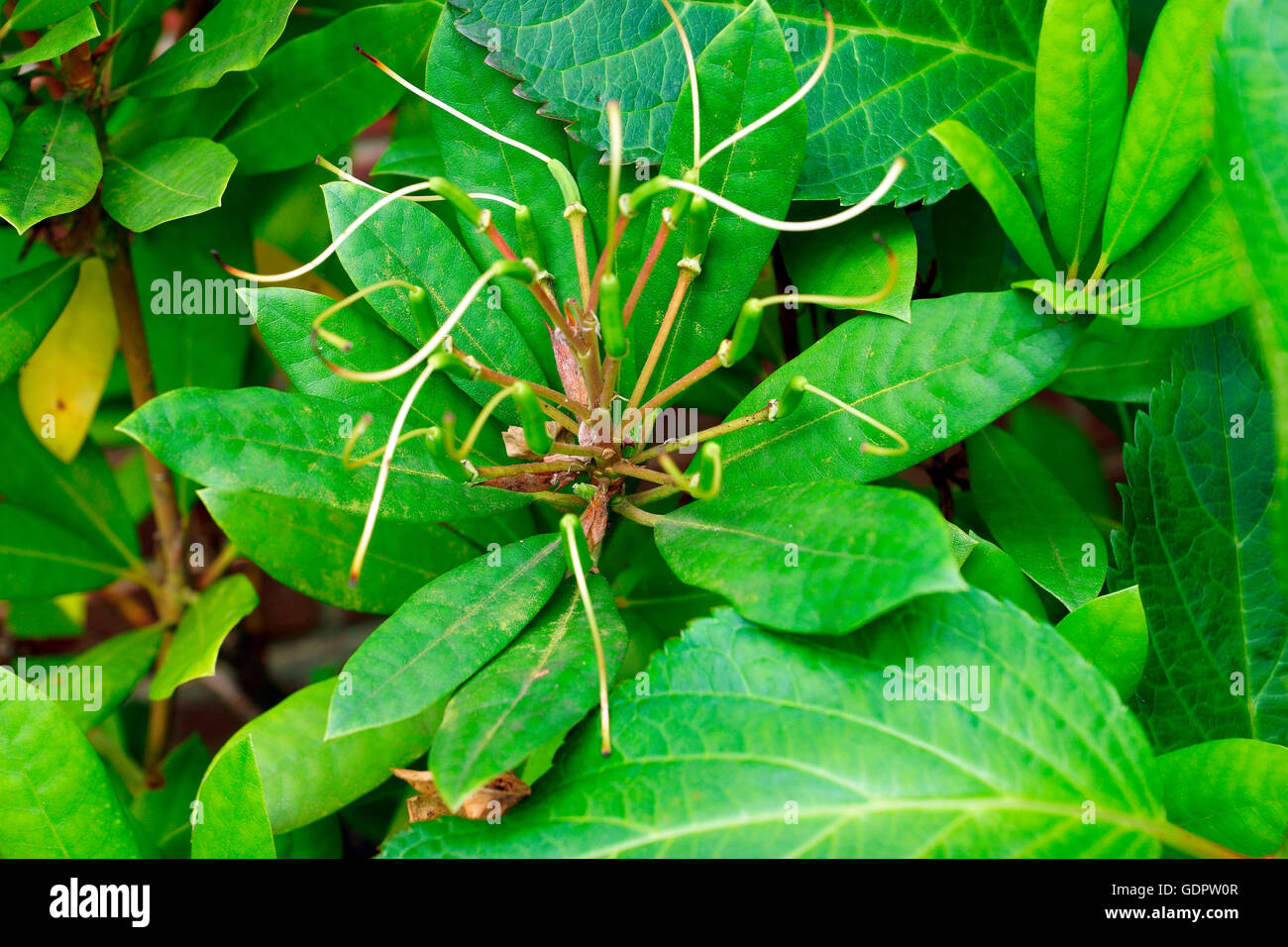 RHODODENDRON AFTER FLOWER Stock Photo - Alamy