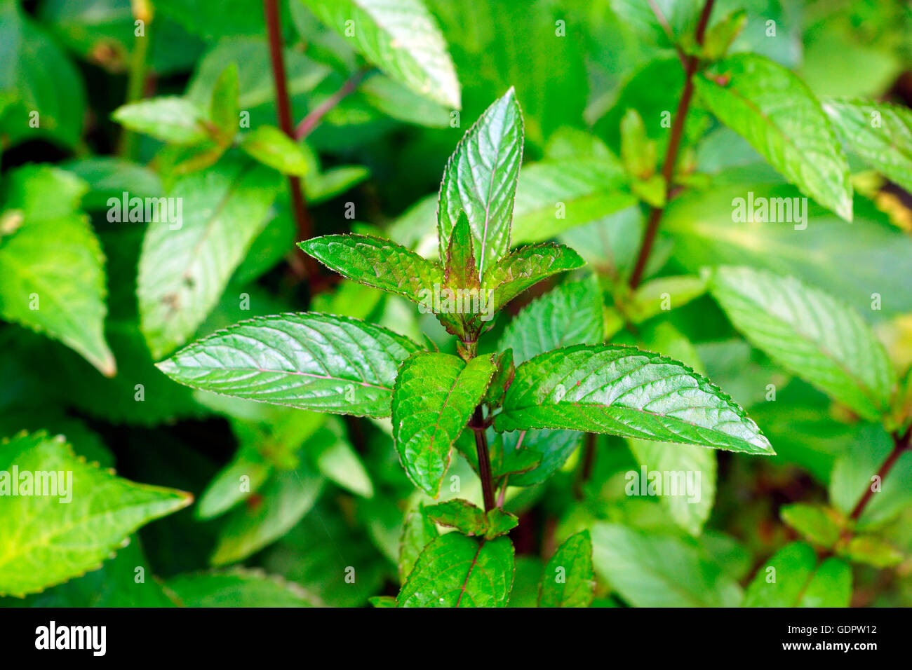 Chewing mint flavour gum hi-res stock photography and images - Alamy