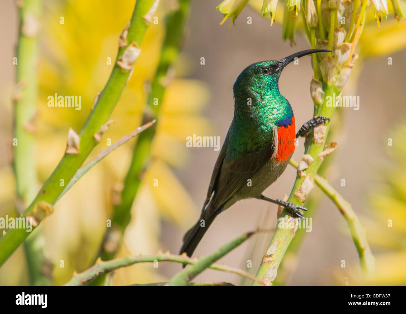 Sun and bird hi-res stock photography and images - Alamy