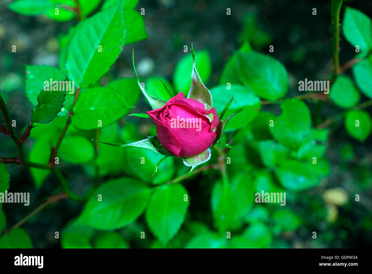 YOUNG ROSE STARTING TO FLOWER Stock Photo - Alamy