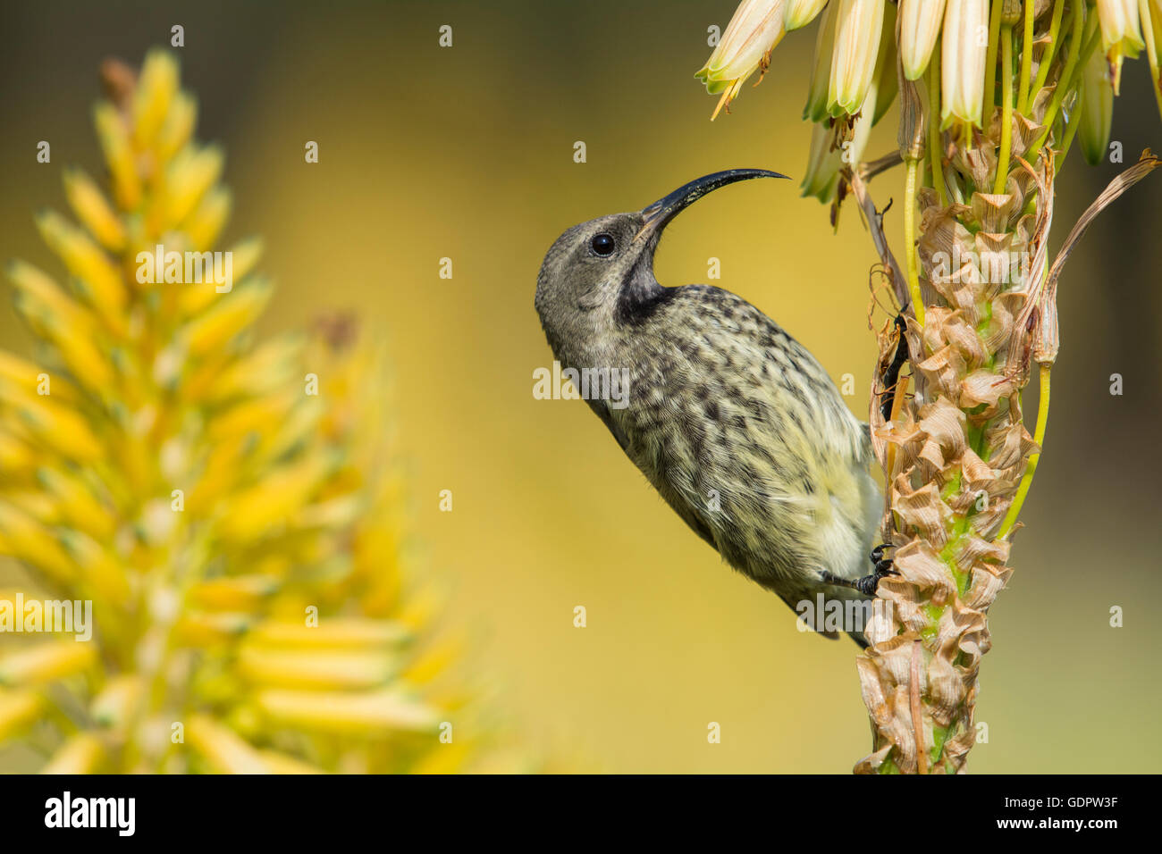 Female sun bird Stock Photo - Alamy