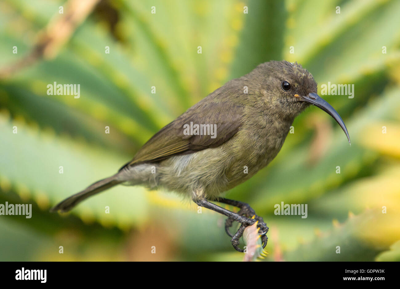 Female Sun bird Stock Photo - Alamy