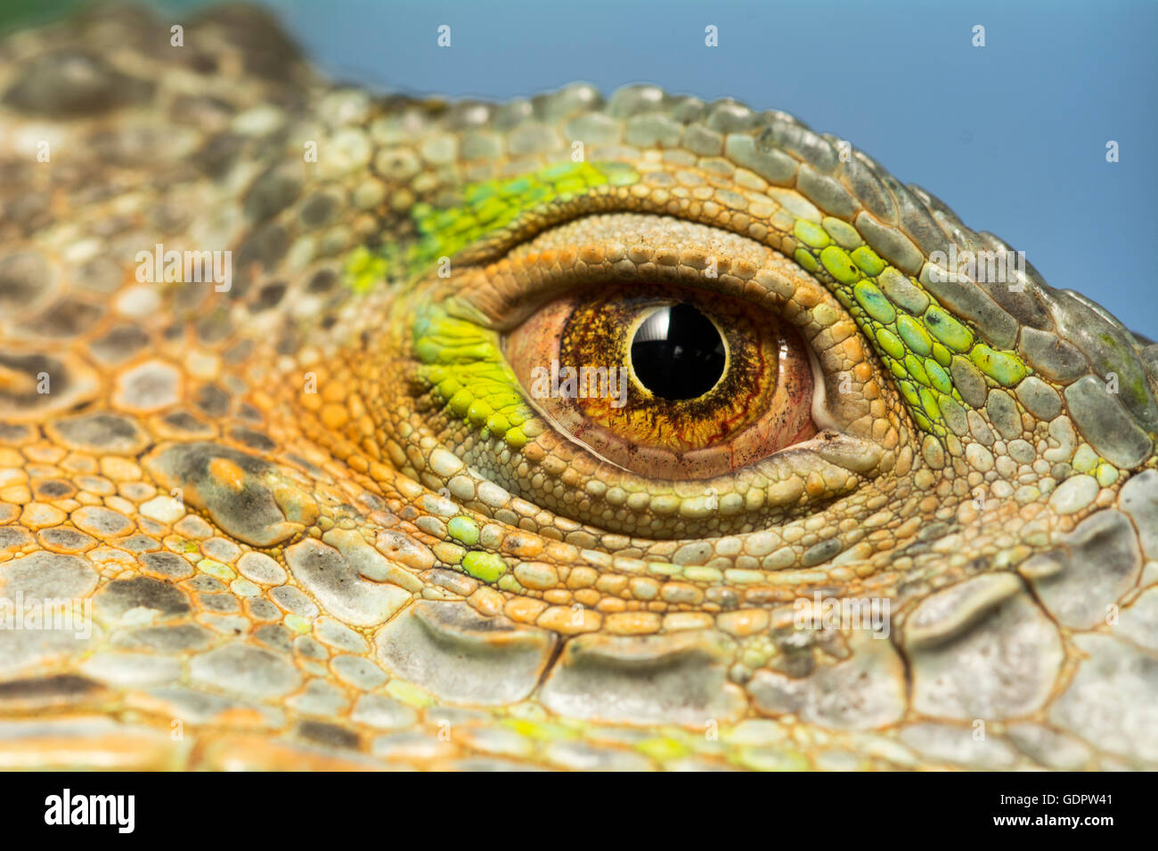 Eye iguana hi-res stock photography and images - Alamy