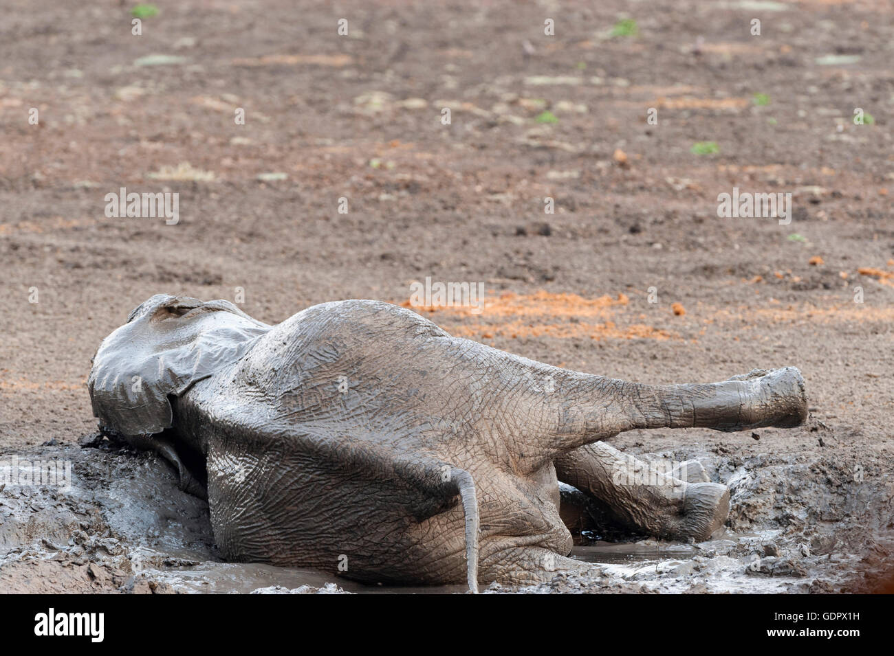 Mud wallow mud cooling hi-res stock photography and images - Alamy