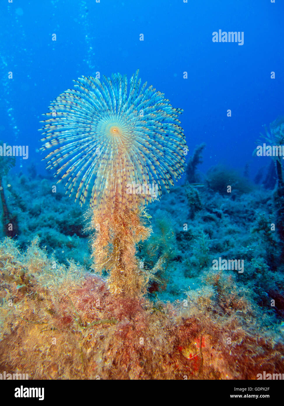 Deep sea worm hi-res stock photography and images - Alamy