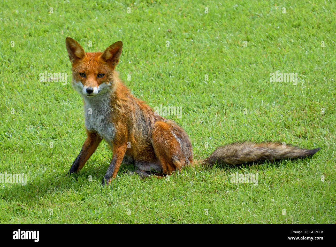 Foxes garden hi-res stock photography and images - Alamy