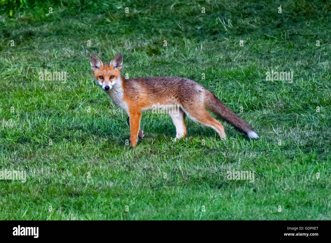 Fox cub in the garden Stock Photo - Alamy