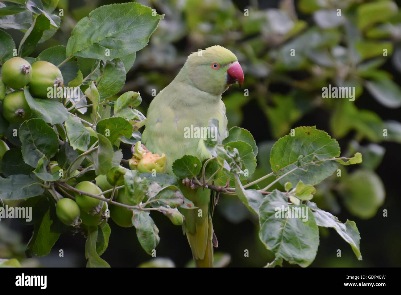 English eating apples hi-res stock photography and images - Alamy