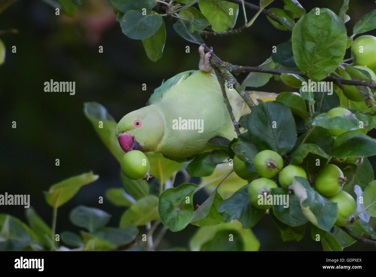 British garden apples hi-res stock photography and images - Alamy