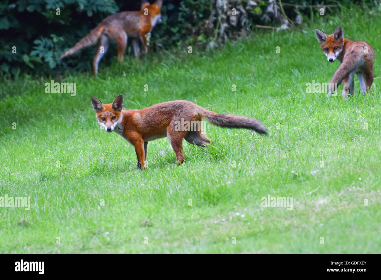 Foxes garden uk group hi-res stock photography and images - Alamy