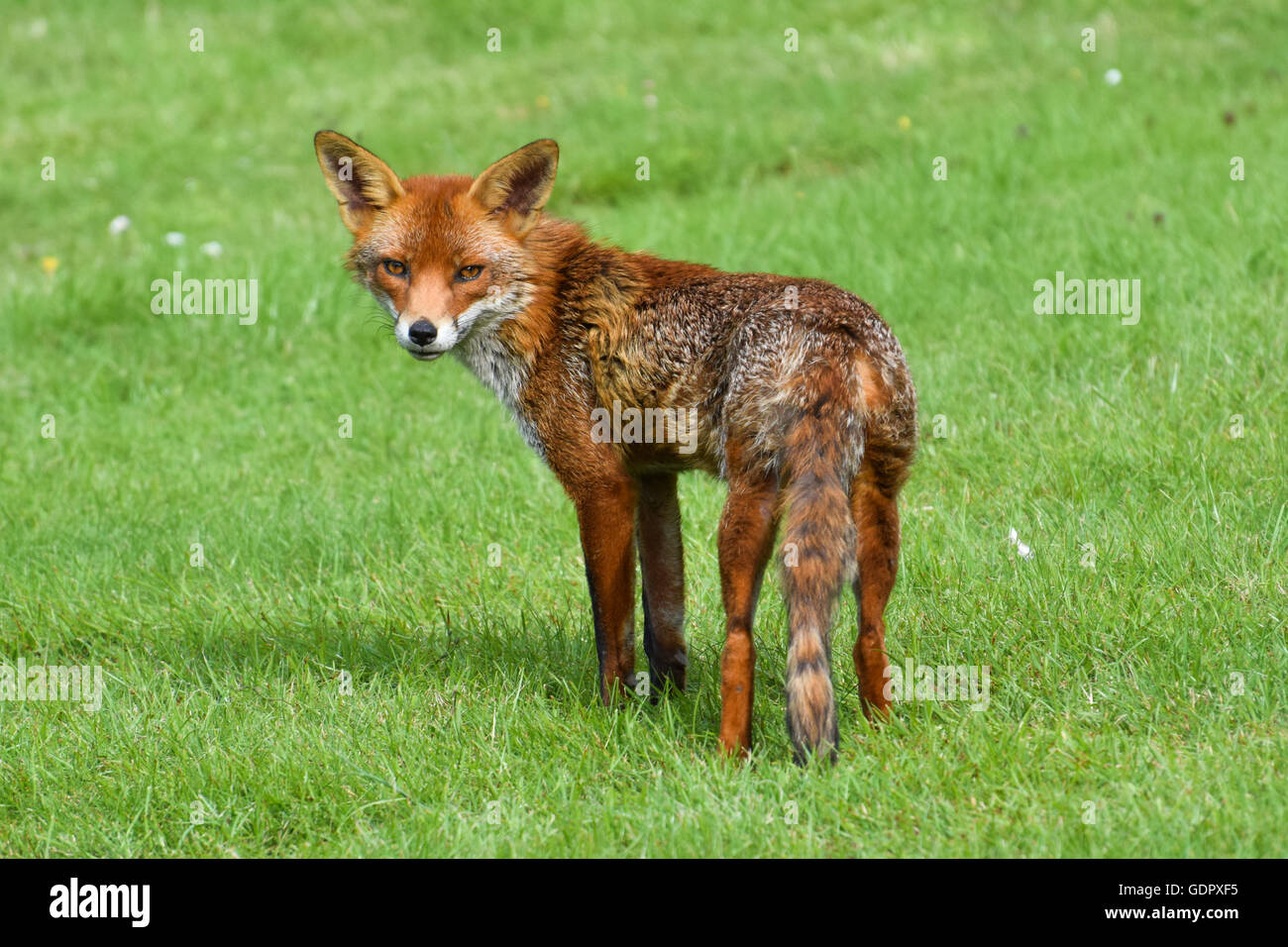 Foxes garden uk group hi-res stock photography and images - Alamy