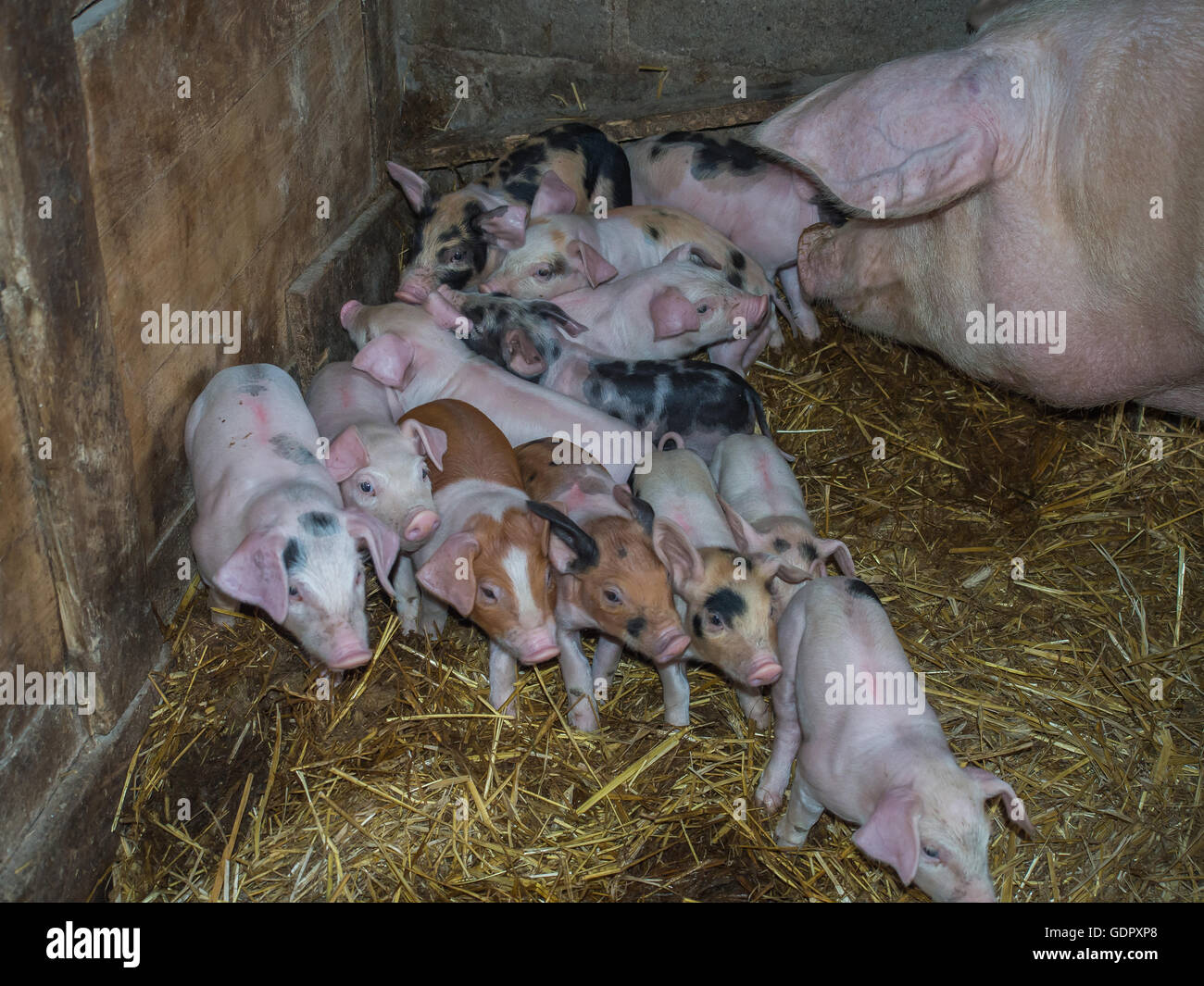 Sow born piglet hi-res stock photography and images - Alamy