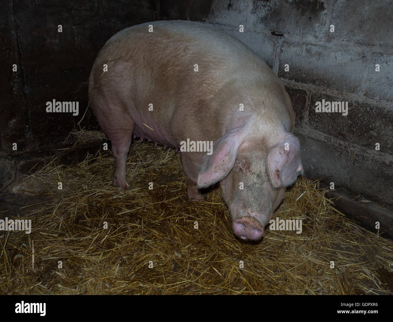 Animal porker hi-res stock photography and images - Alamy