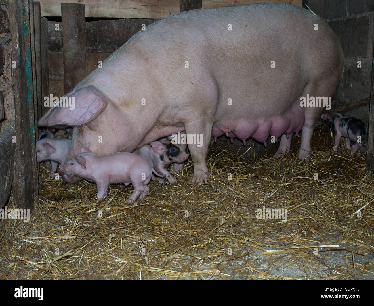 A sow looking after its just born piglets Stock Photo - Alamy