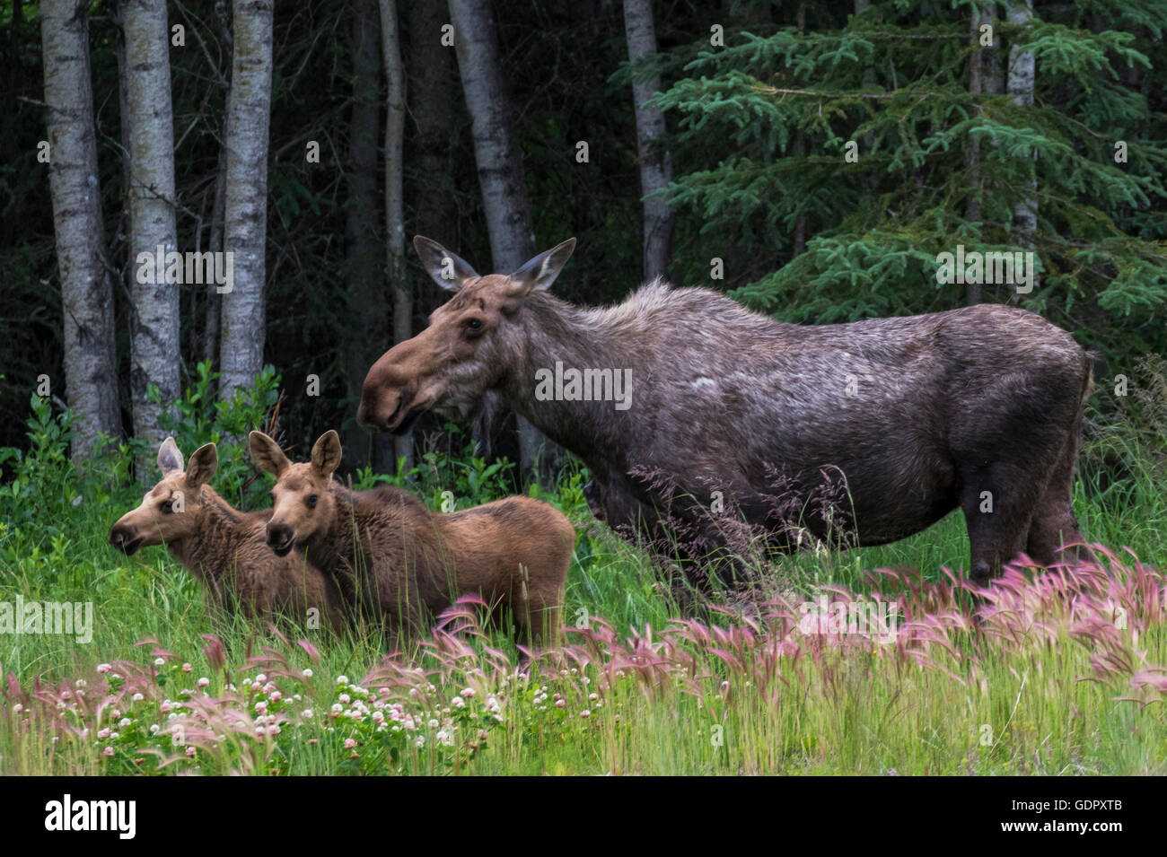 Mother moose and her twin calves Stock Photo - Alamy