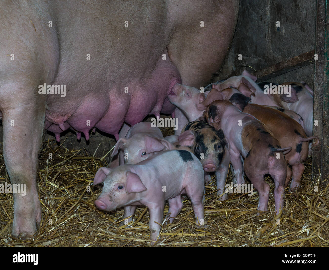 A sow feeding its just born piglets Stock Photo - Alamy