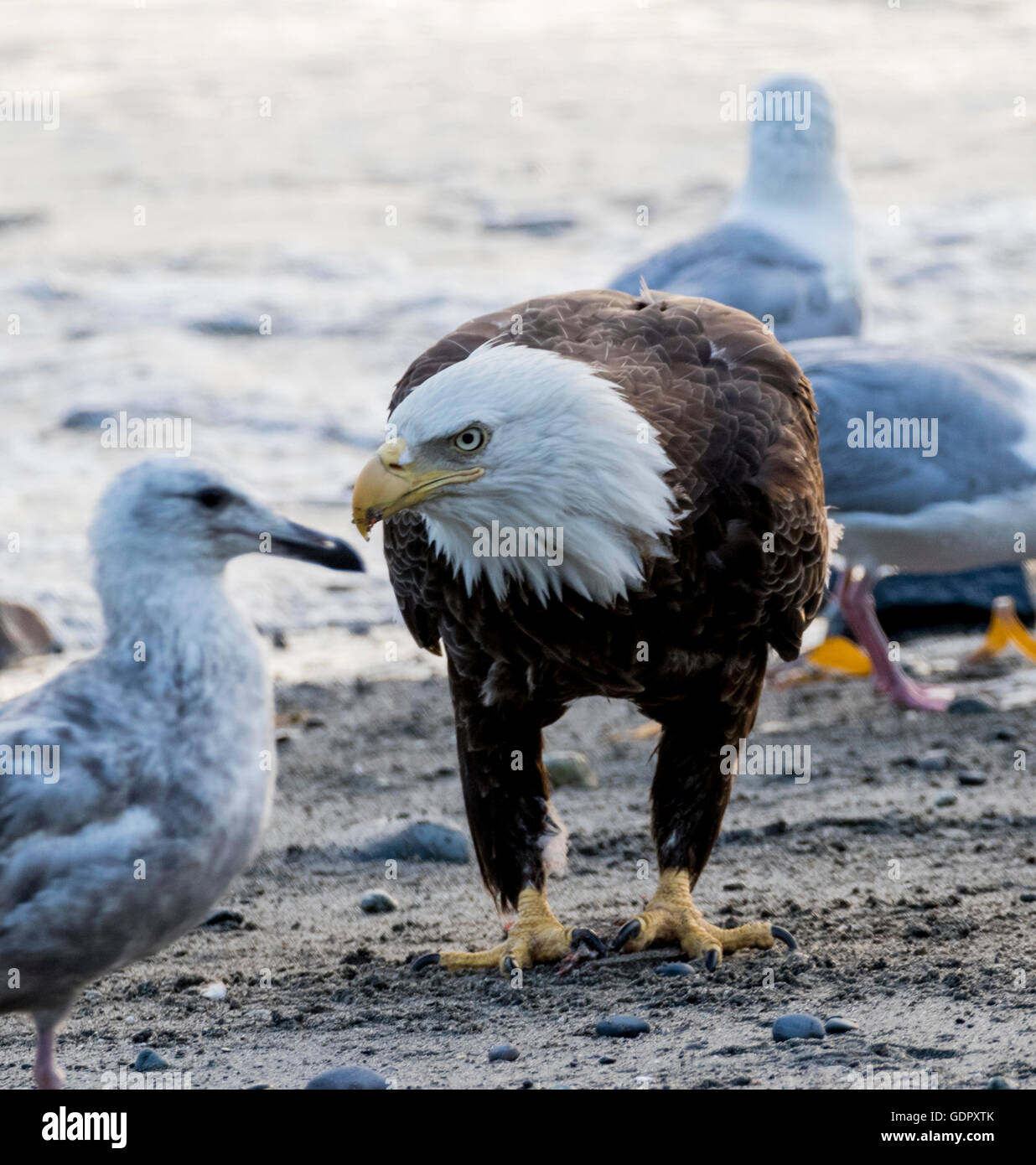 Bald eagle fish hi-res stock photography and images - Alamy