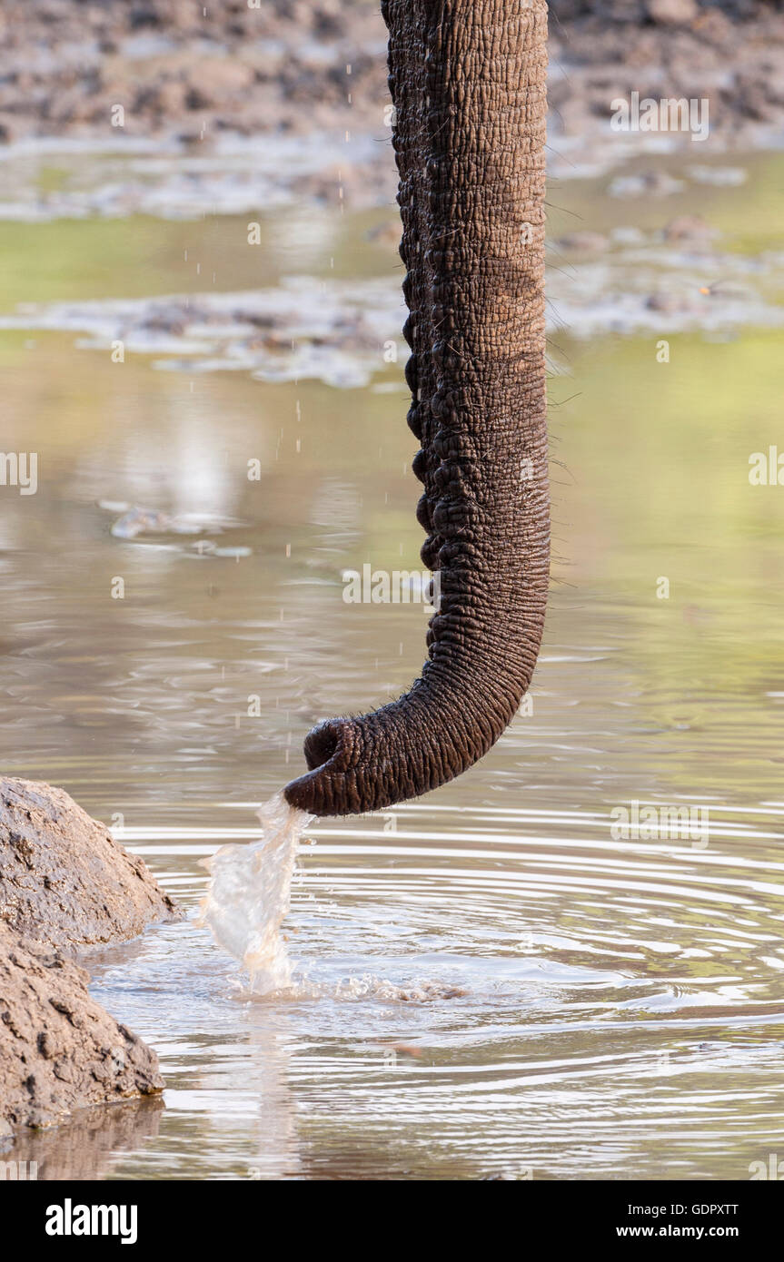 Elephant trunk muscles hi-res stock photography and images - Alamy