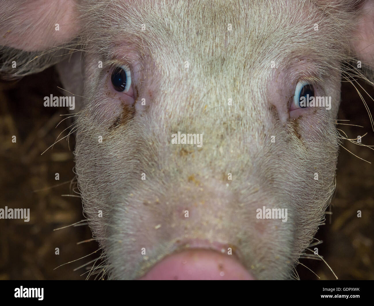 A young porker looking straight at the camera lens Stock Photo - Alamy