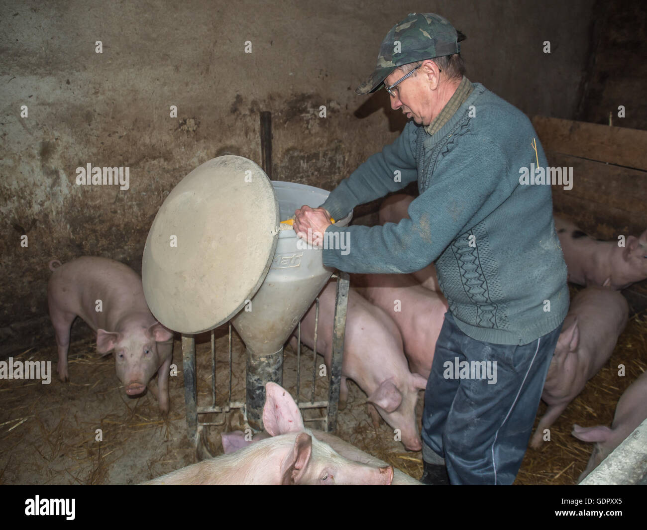 Hog farm poland hi-res stock photography and images - Alamy