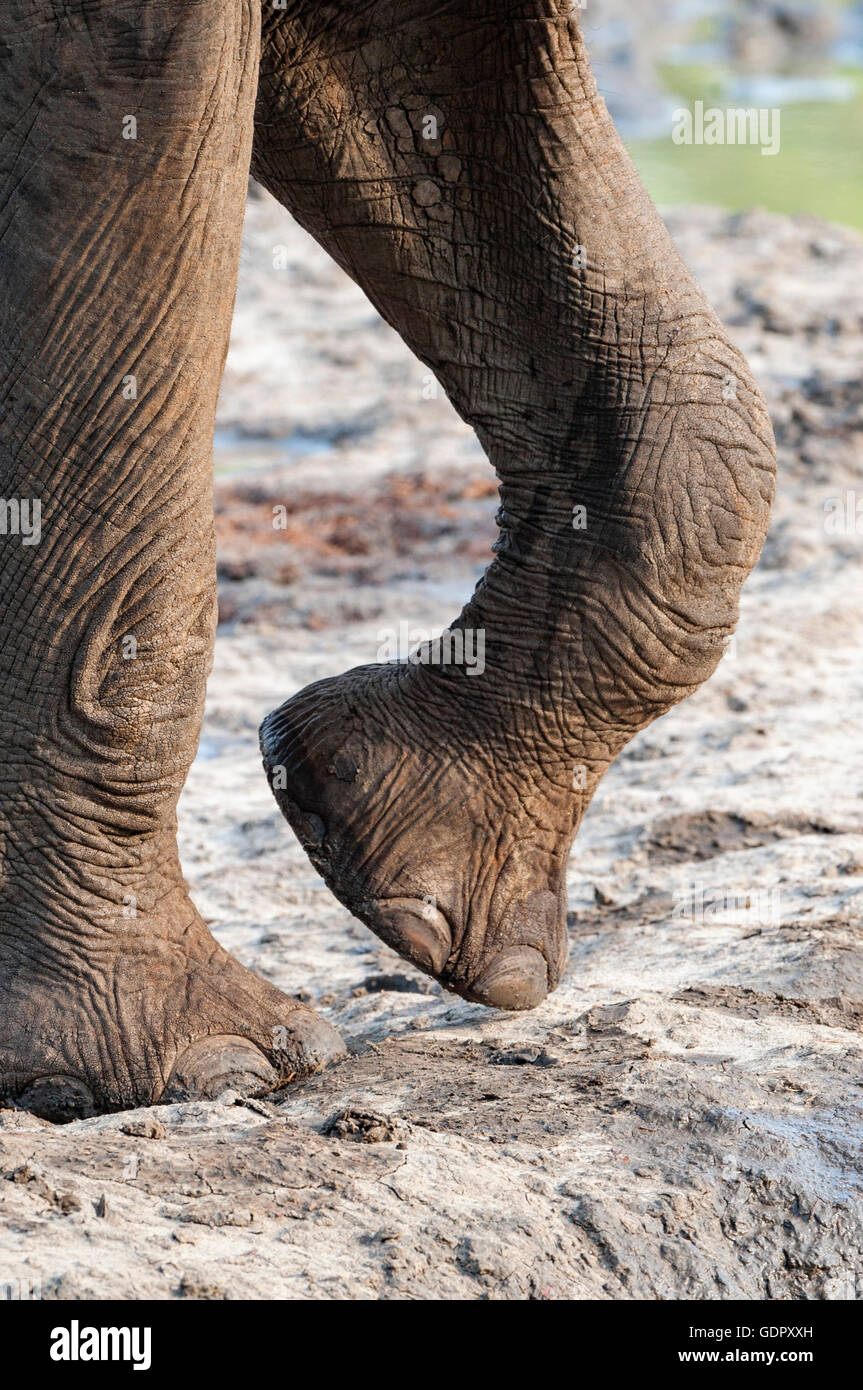 An abstract view of an elephants legs seen in Zimbabwe's Mana Pools ...